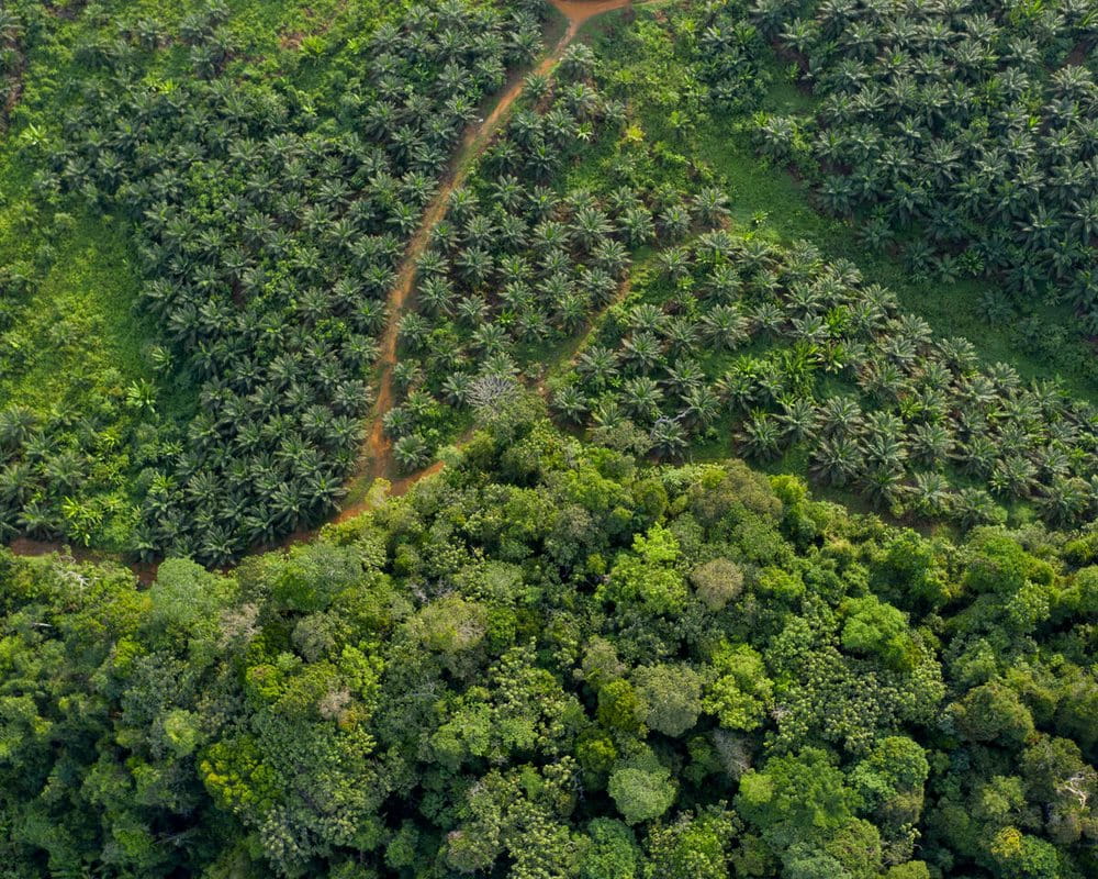 WWF and Beiersdorf extend cooperation for more sustainable palm oil production in Indonesia ...