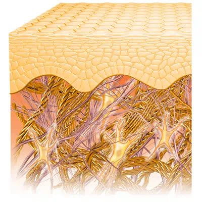 Facts & Figures and important milestones | Research & Development - Beiersdorf